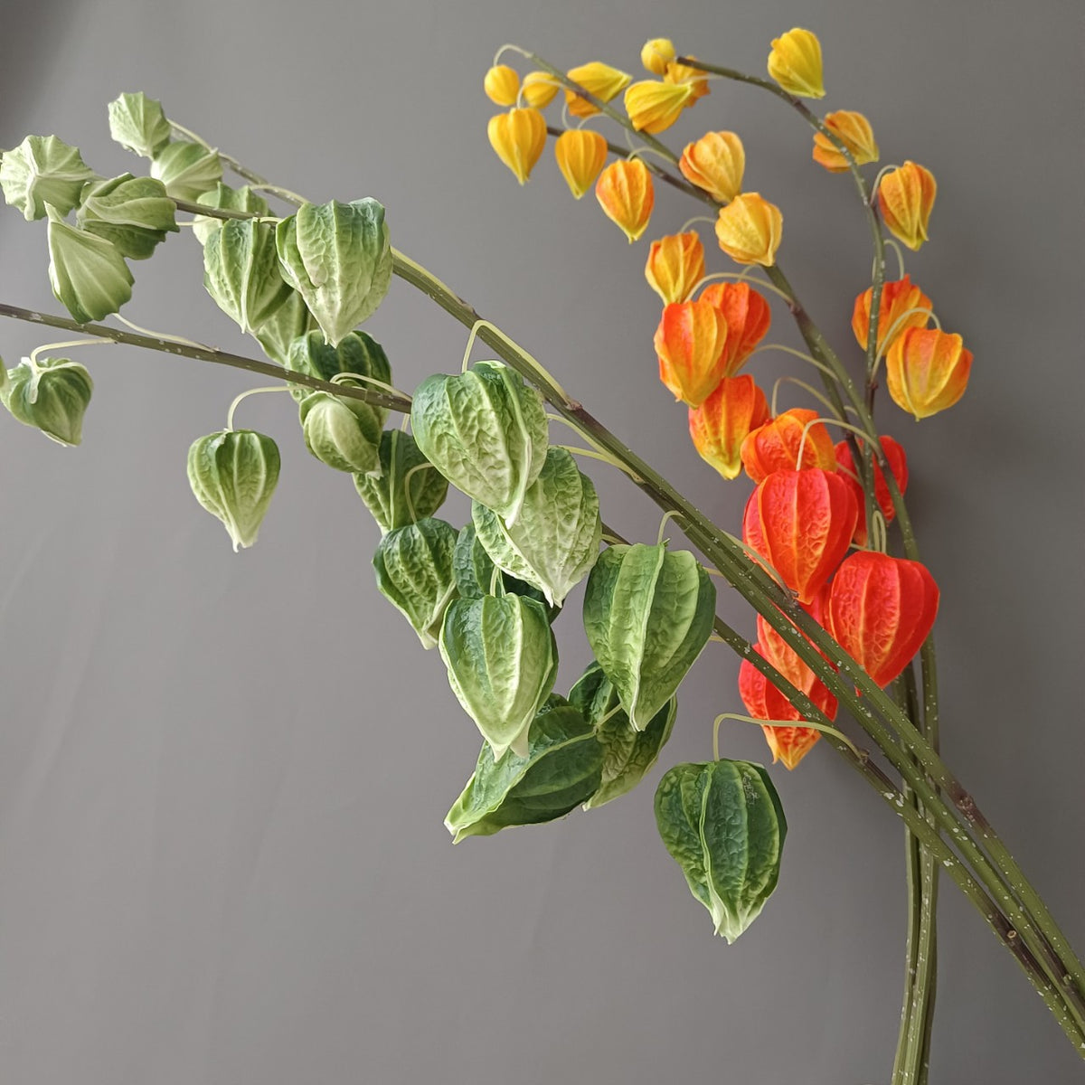 Bulk Extra Tall 39" Groundberry Cape Gooseberry Stems Branches Fall De ...