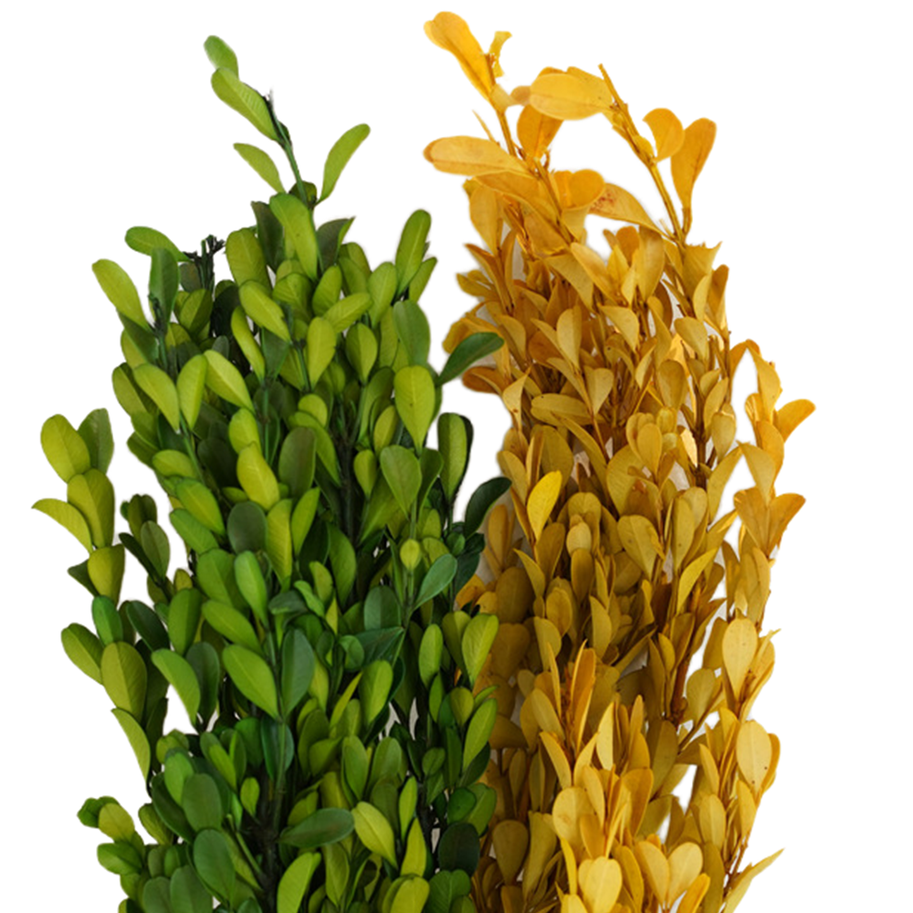 Bulk Preserved Boxwood Stems for Crafts Wholesale — Artificialmerch