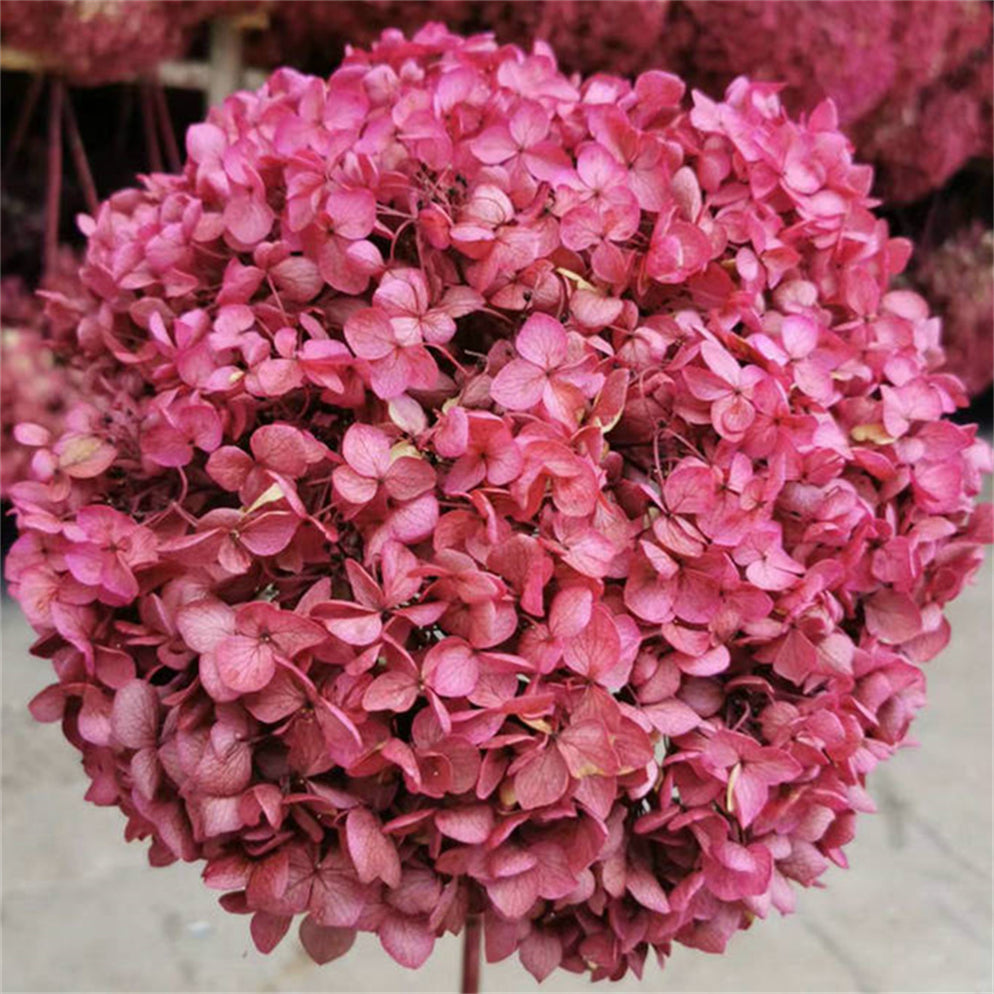 Bulk Preserved Large Hydrangea for Crafts Flowers Arrangements Wholesa ...