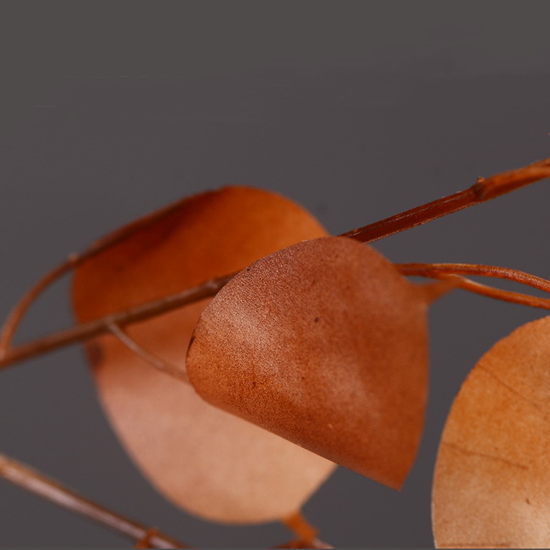Bulk Wabi-Sabi 35" Lunaria Stems Branches White Burnt Orange Leaves Pl ...